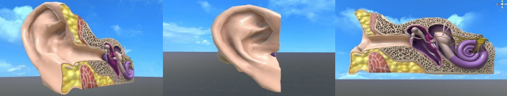 Modélisation d’un conduit auditif réaliste et analyse dosimétrique aux ...